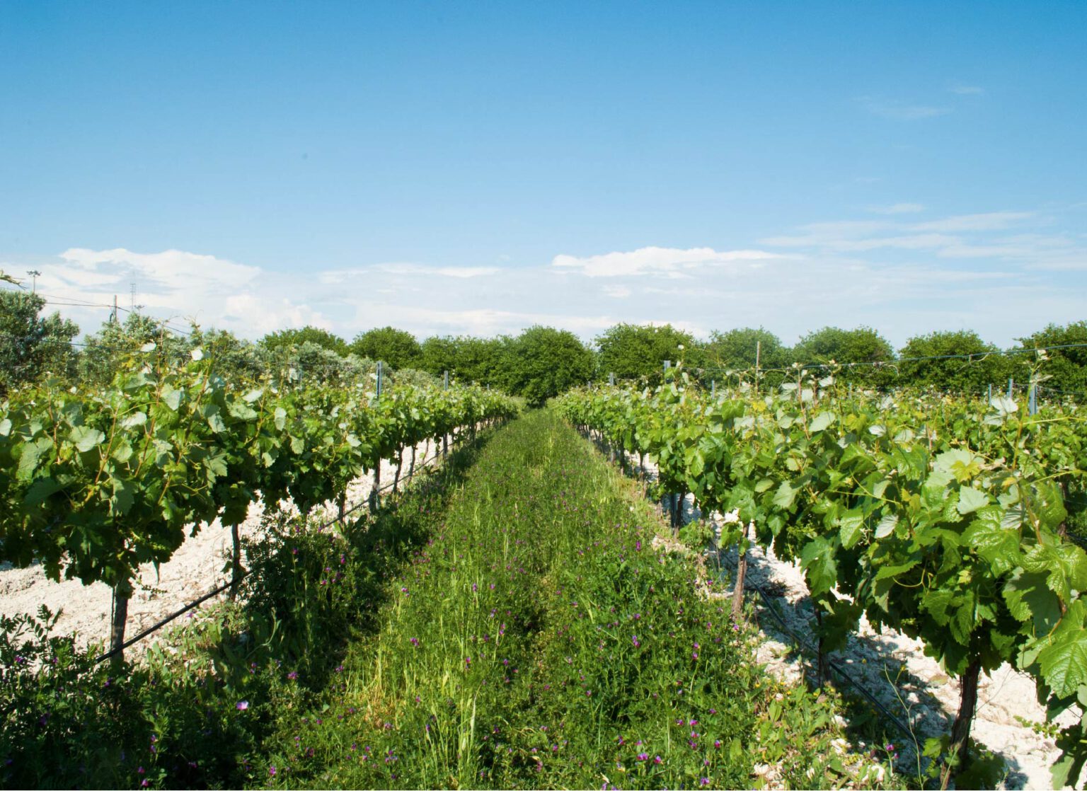 Bodega de Forlong - Gusto Cádiz